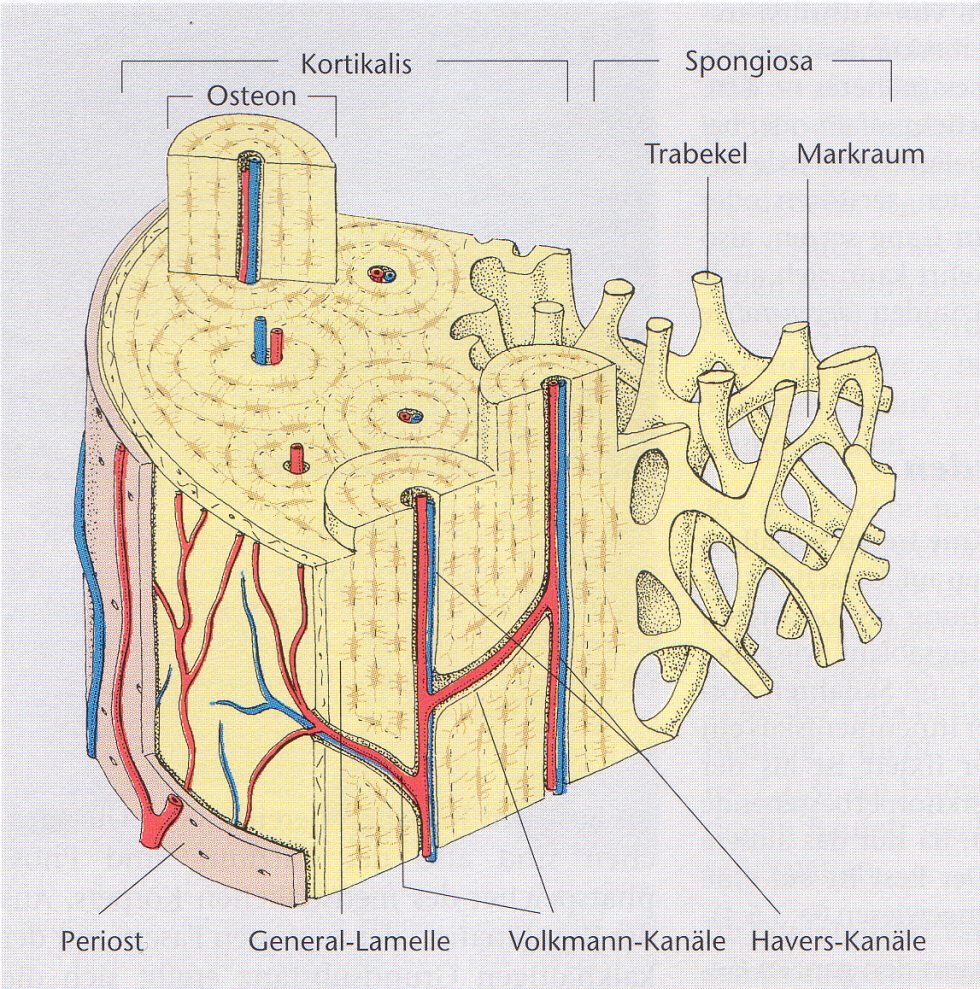 Lehrbrief 1 – 1.2 Allgemeine Anatomie | Tutorials