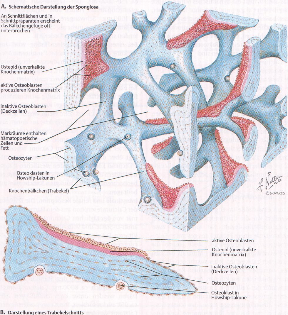 Lehrbrief 1 – 1.3 Allgemeine Anatomie | Tutorials
