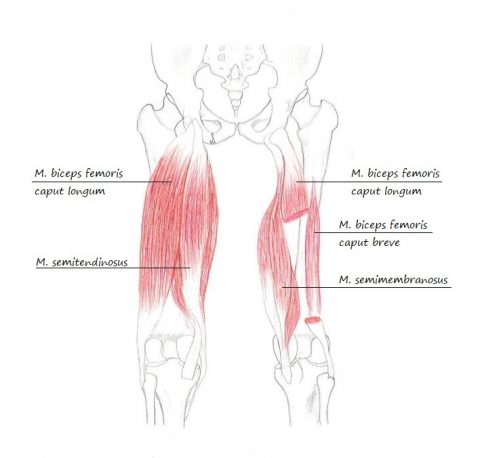 Lehrbrief 13 – 2.2 Muskeln der Hüfte und der Beine | Tutorials